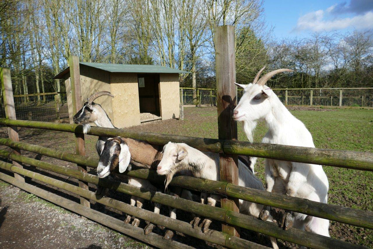 Goat - Fairfield Animal Centre