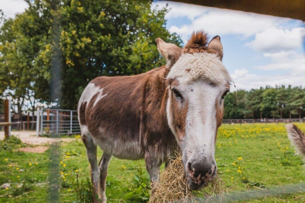 Donkey - Fairfield Animal Centre