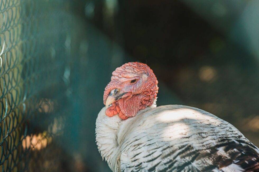 Turkey - Fairfield Animal Centre