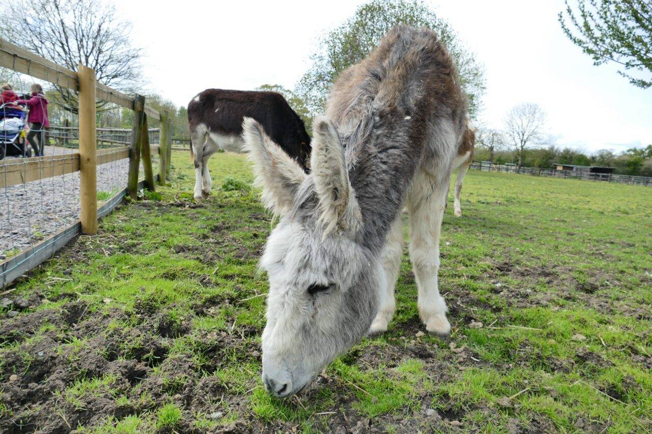 Donkey - Fairfield Animal Centre