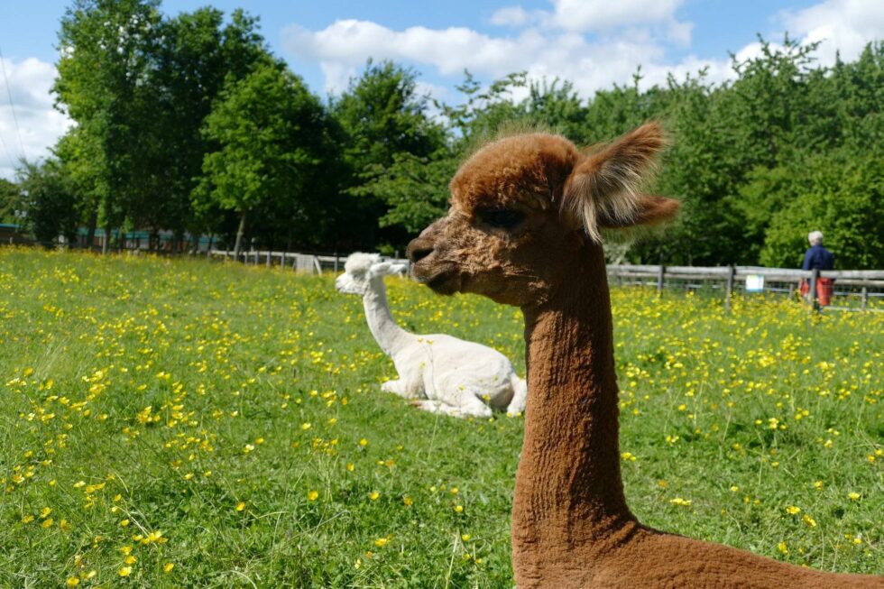 Animal Park - Fairfield Animal Centre