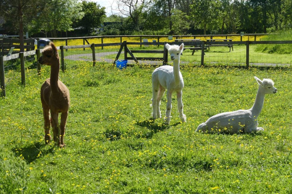 Animal Park - Fairfield Animal Centre