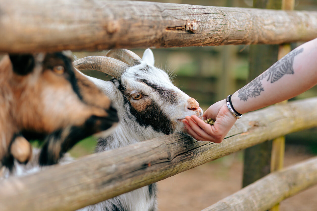 February Half Term at Fairfield Animal Centre - Fairfield Animal Centre
